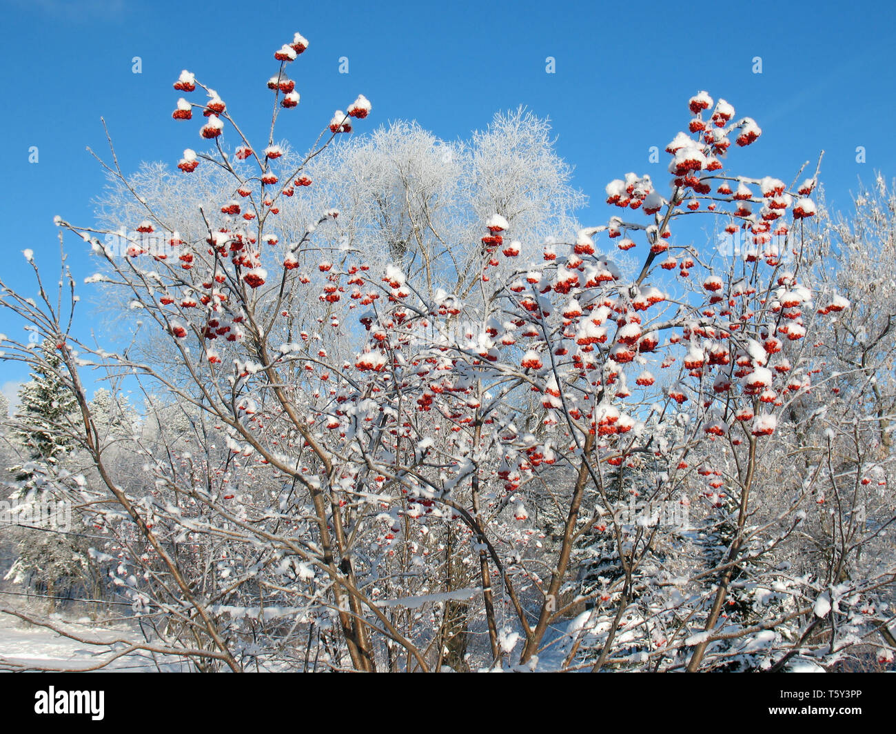 Icy rowan hi-res stock photography and images - Alamy