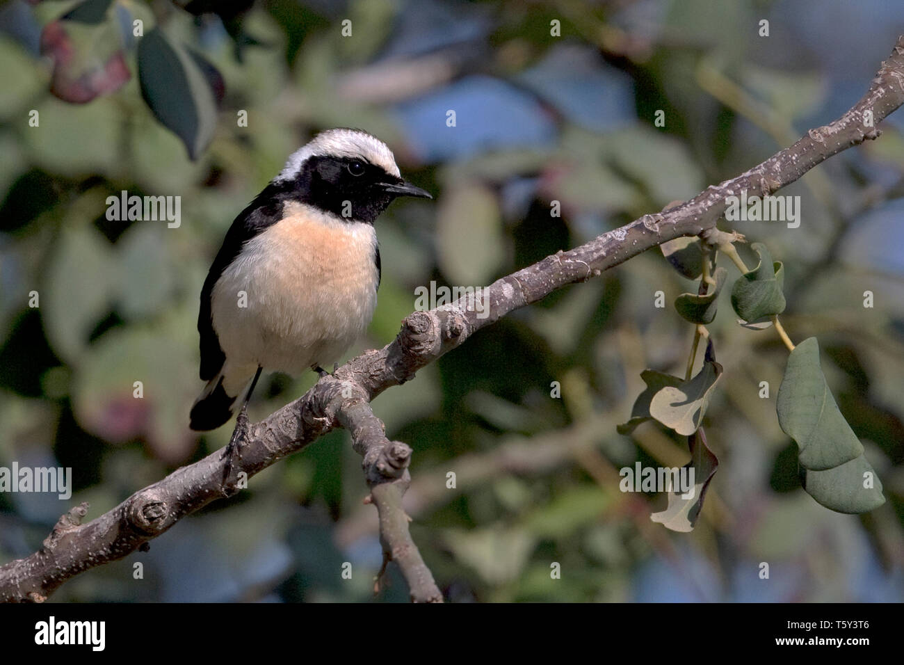 Cyprus Wheatear (Oenanthe cypriaca Stock Photo - Alamy