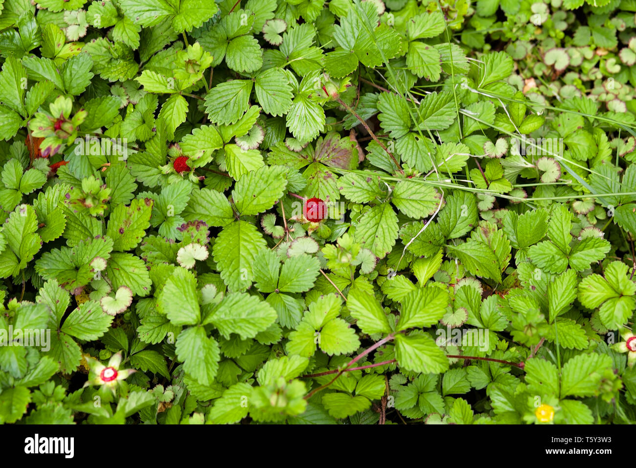 Northern berry hi-res stock photography and images - Alamy