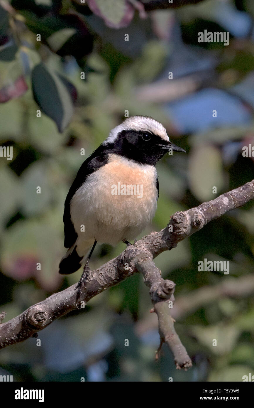 Eastern pied wheatear hi-res stock photography and images - Alamy
