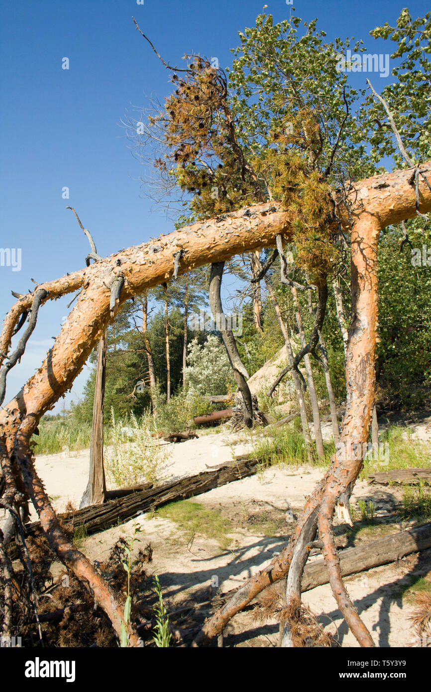 Consequences of nature disaster . Broken tree on a coast Stock Photo ...