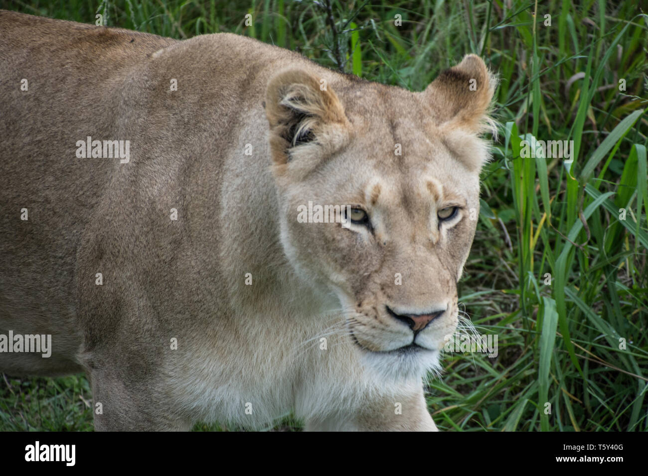 Lioness (Panthera leo), Tenikwa Wildlife Rehabilitation Centre ...