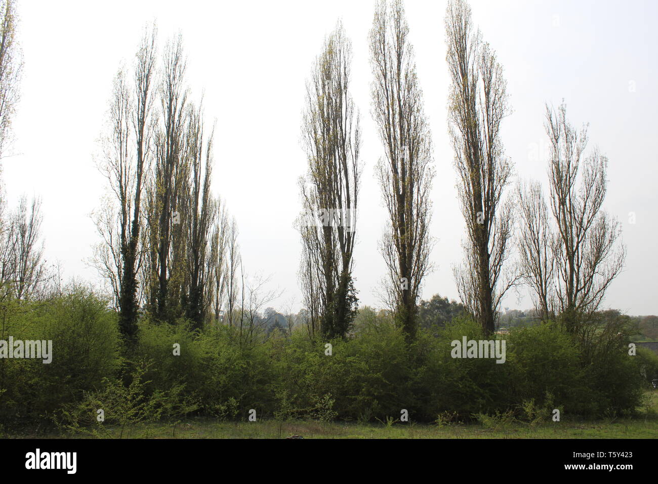 Line of trees Stock Photo - Alamy