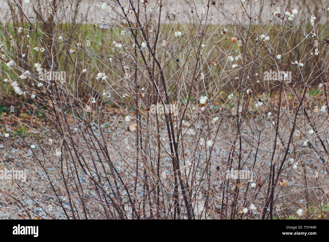 Barren tree without leaves, in a field of overgrown brown grass, in a ...