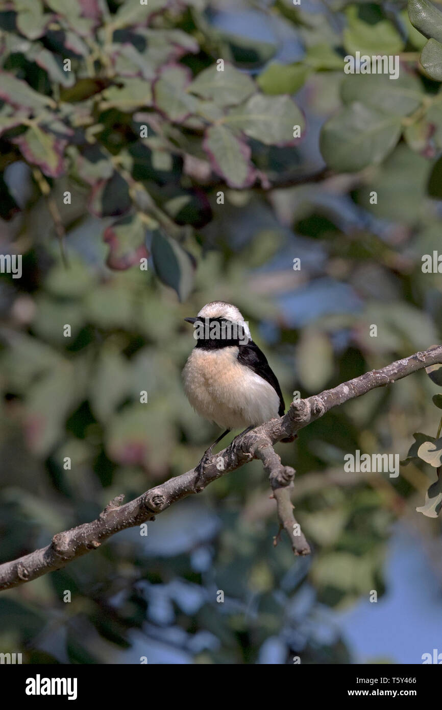 Eastern pied wheatear hi-res stock photography and images - Alamy