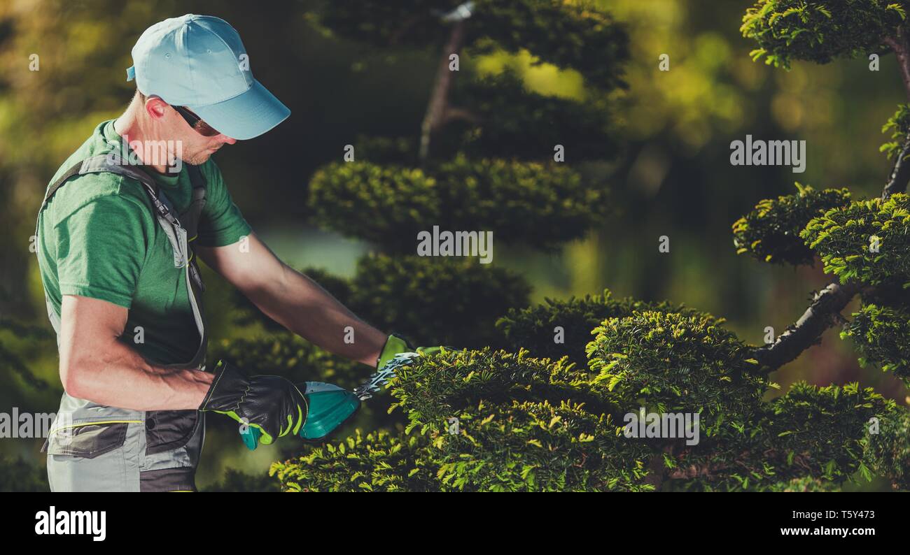 Men Shaping Garden Trees. Caucasian Gardener in His 30s with Small ...