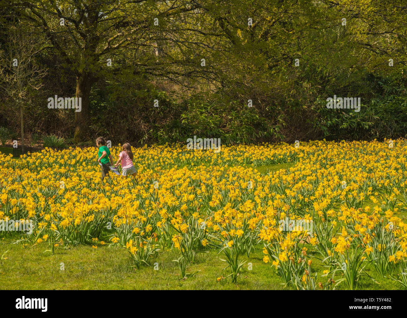 Two young kids enjoying a walk through a field of yellow daffodils ...