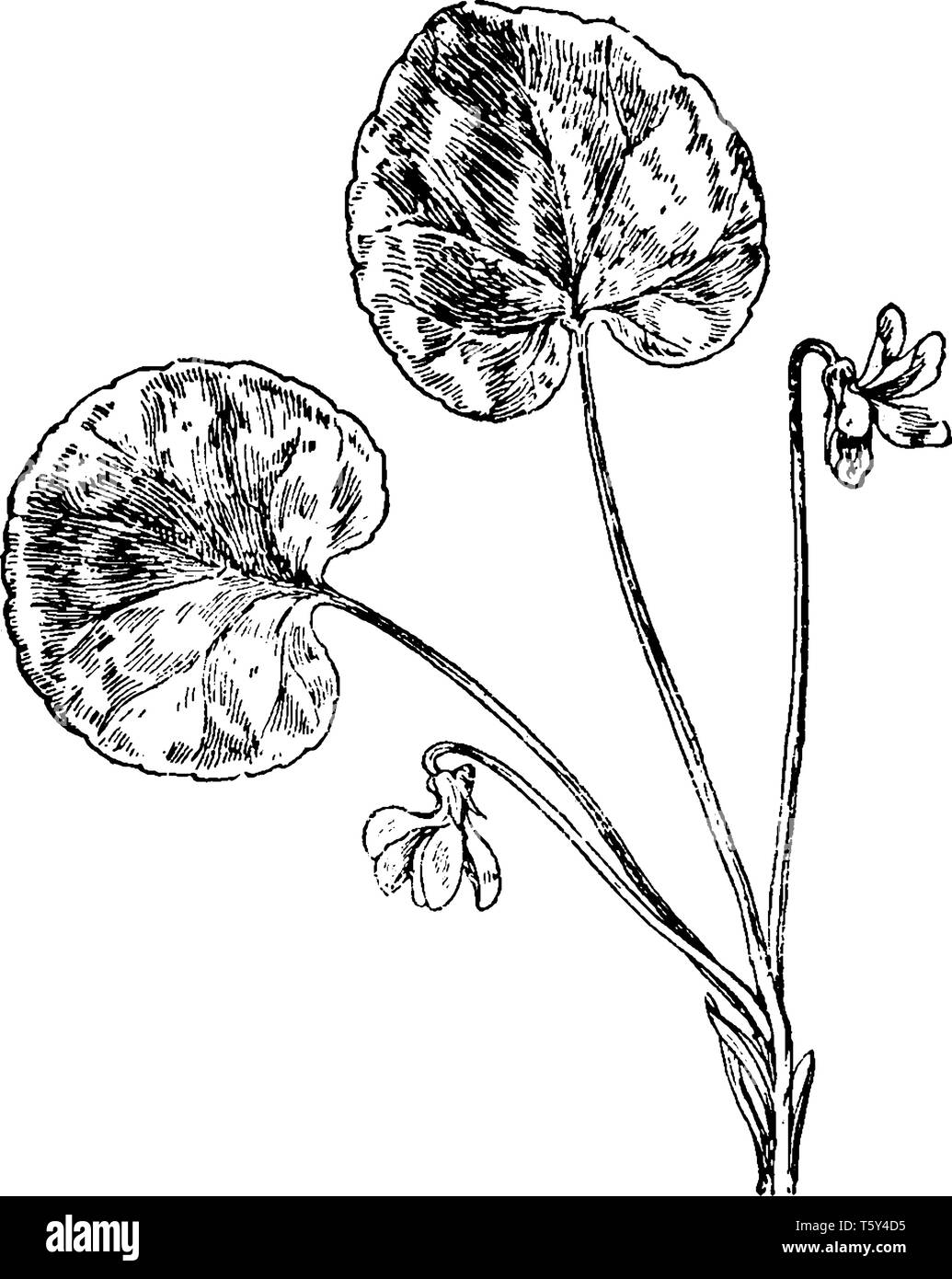 Marsh violet illustration Stock Vector Images - Alamy