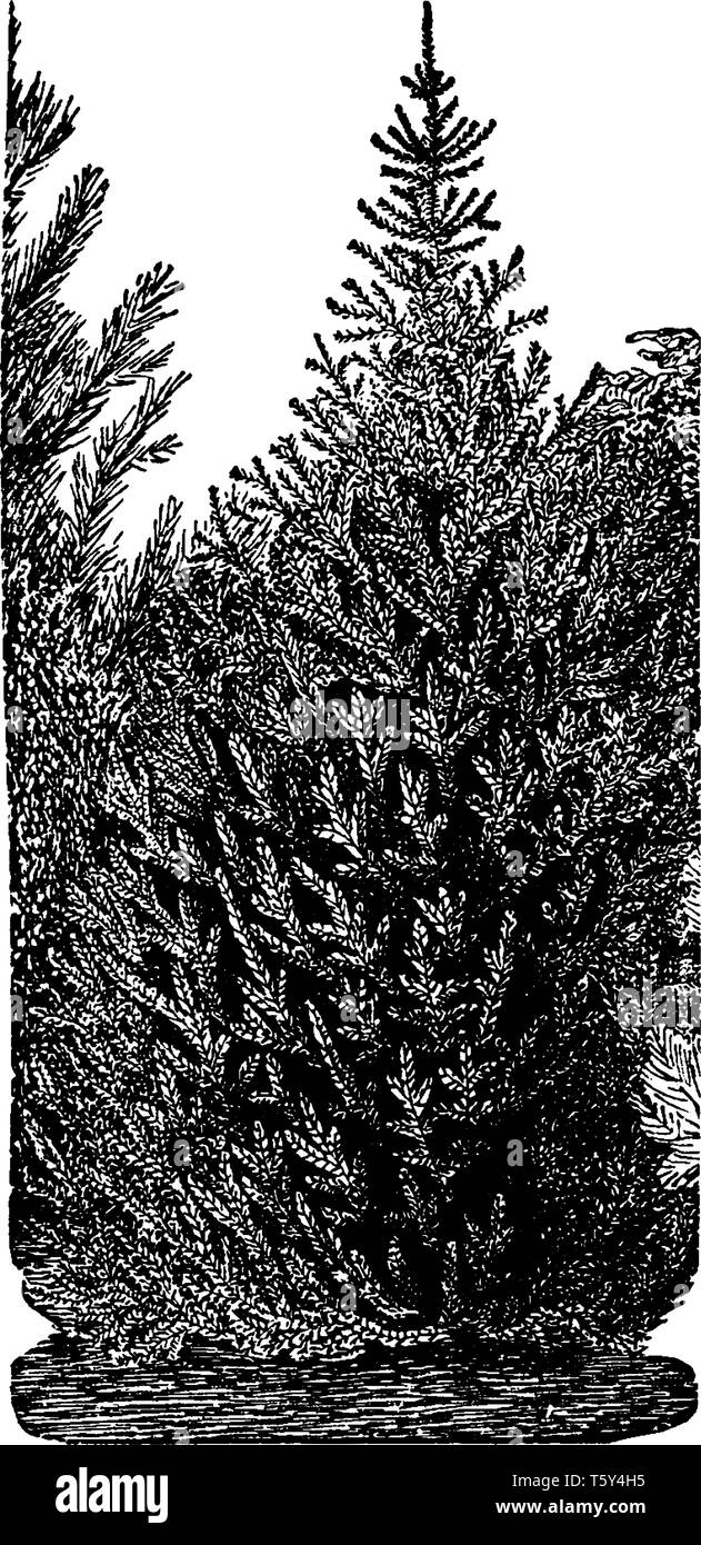 Branches of a spruce picea Black and White Stock Photos & Images - Alamy
