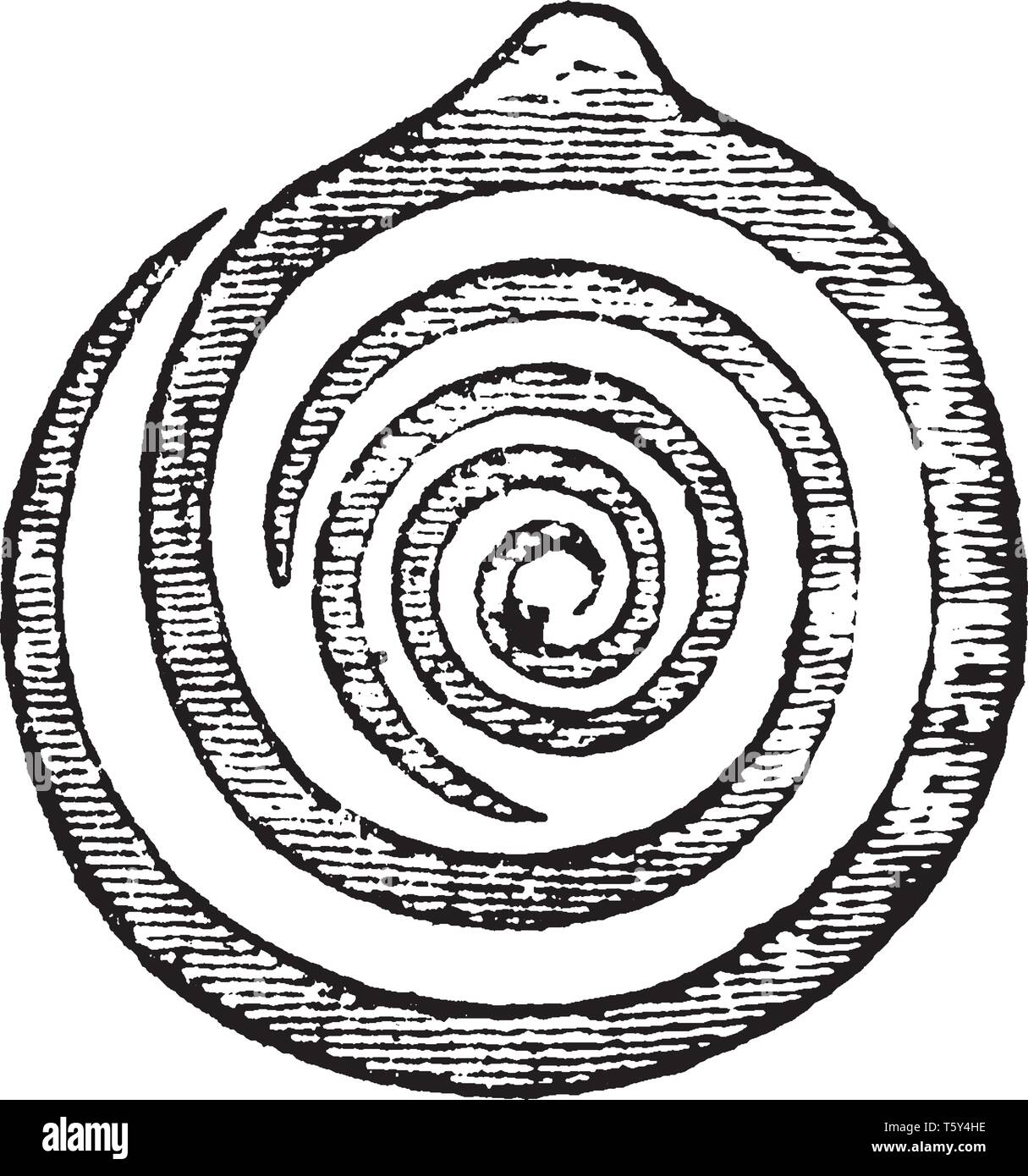 Volute leaves Stock Vector Images - Alamy