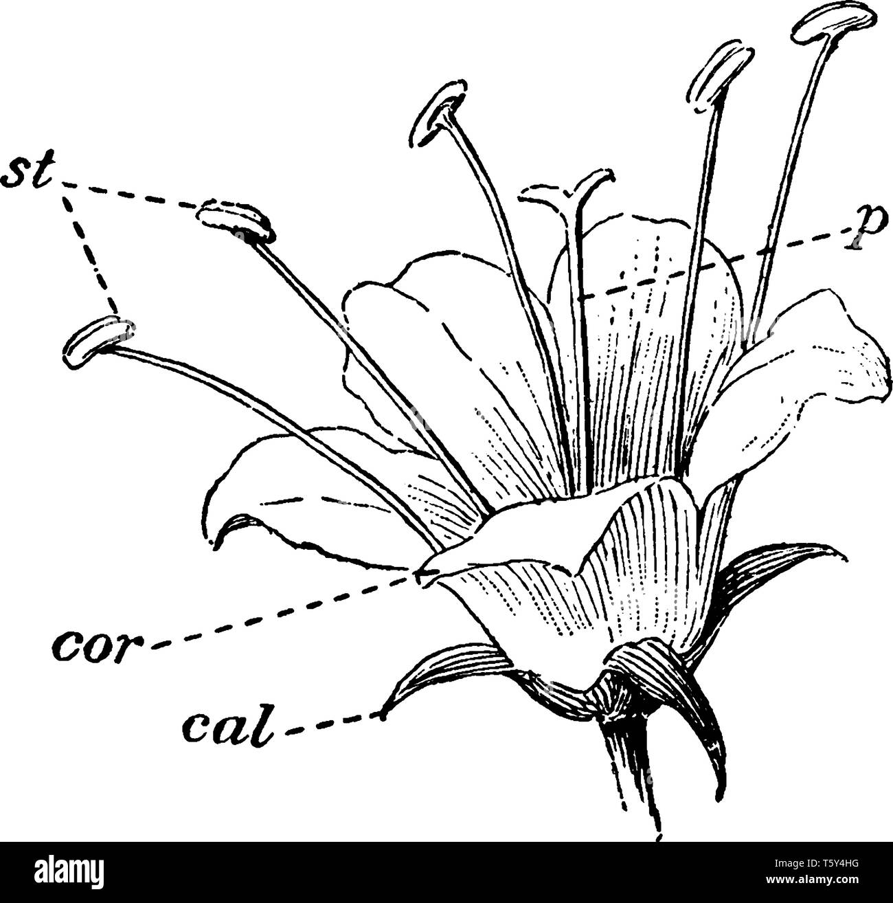 P st Stock Vector Images - Alamy