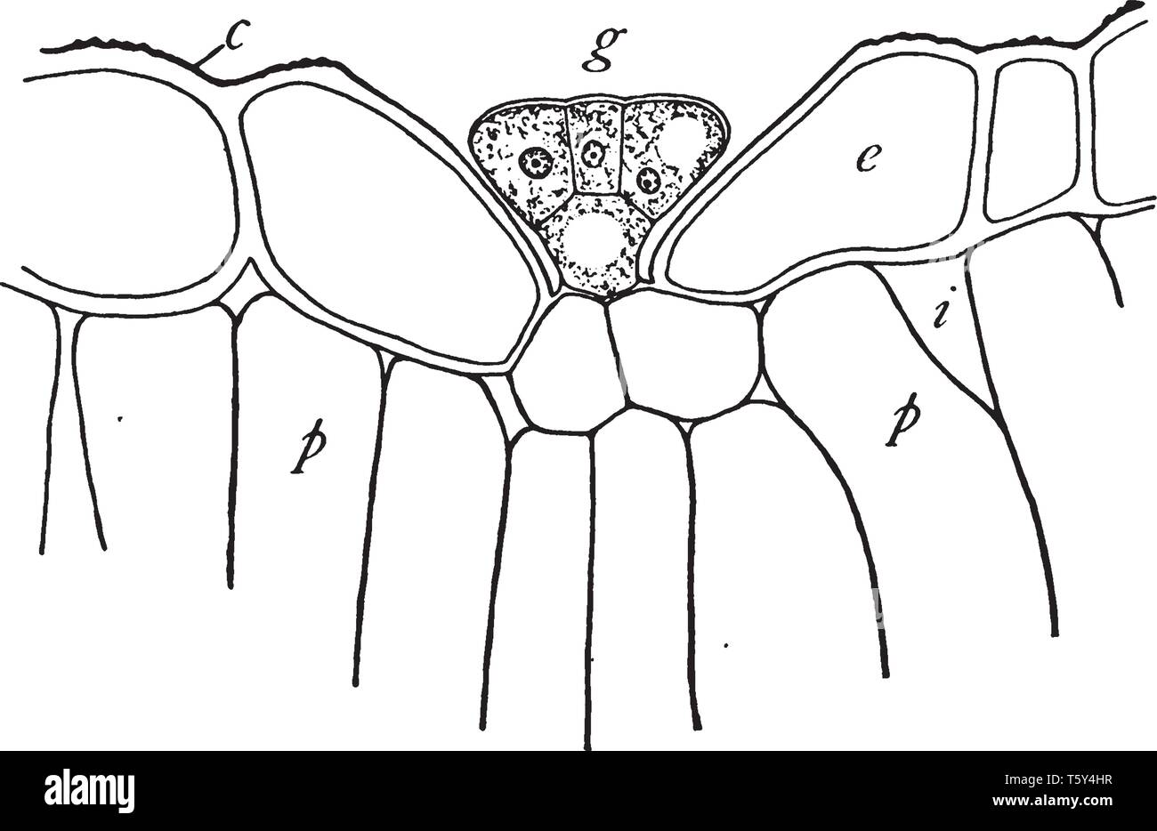 Plant cuticle hi-res stock photography and images - Alamy