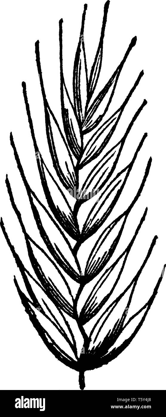 This is flowered darnel, petals size is normal; at the top of the petal ...