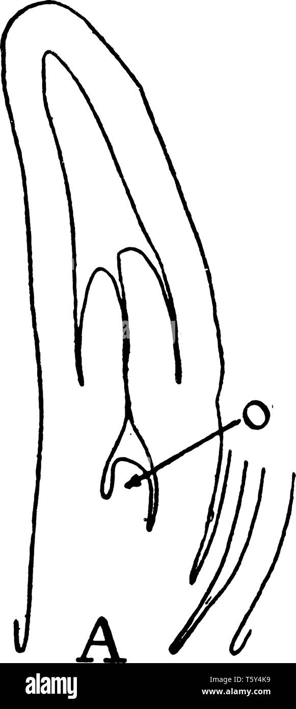 Endosperm ovule Black and White Stock Photos & Images - Alamy