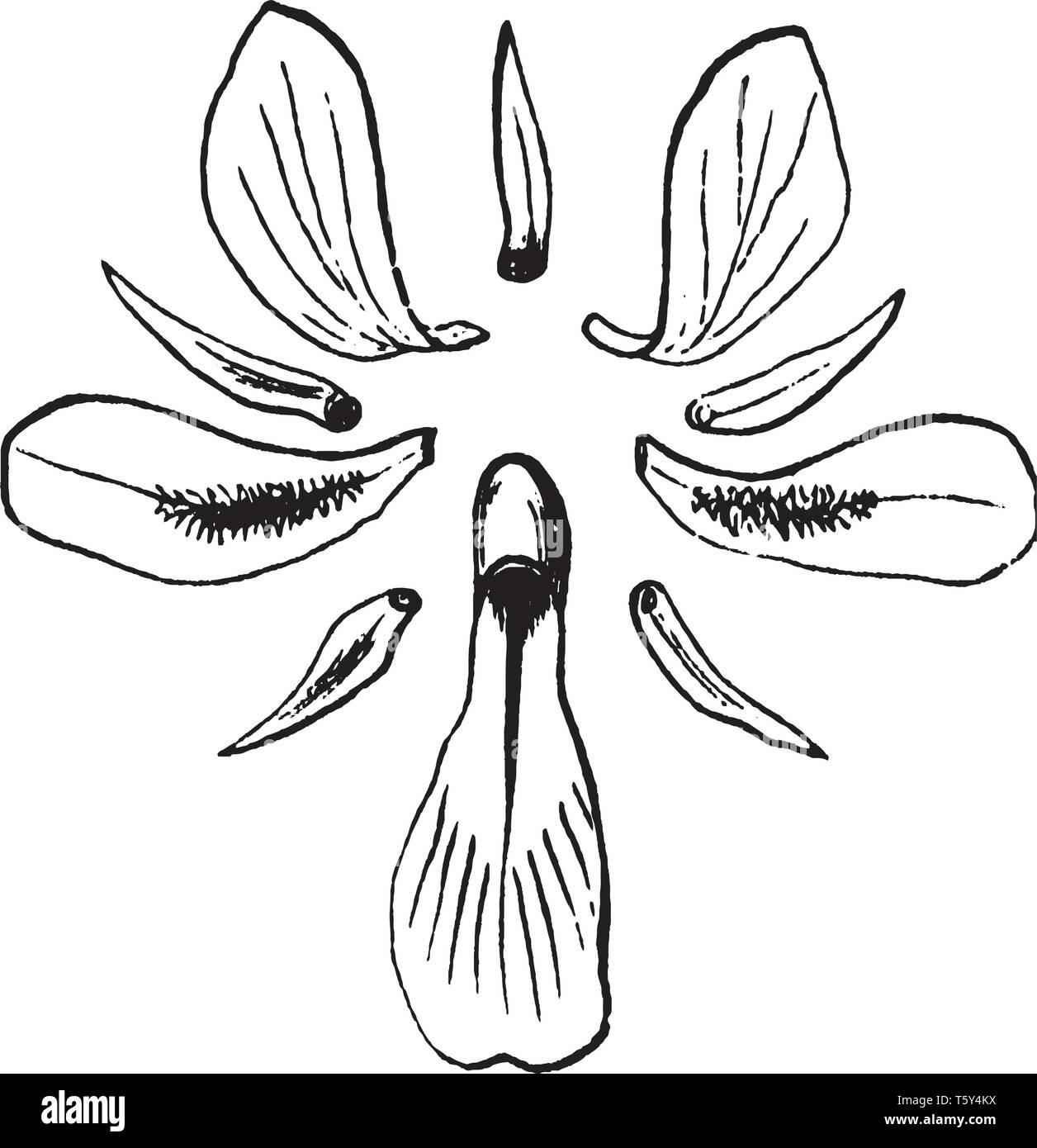 This picture shows the lease of the flowers, there is sepal and small ...