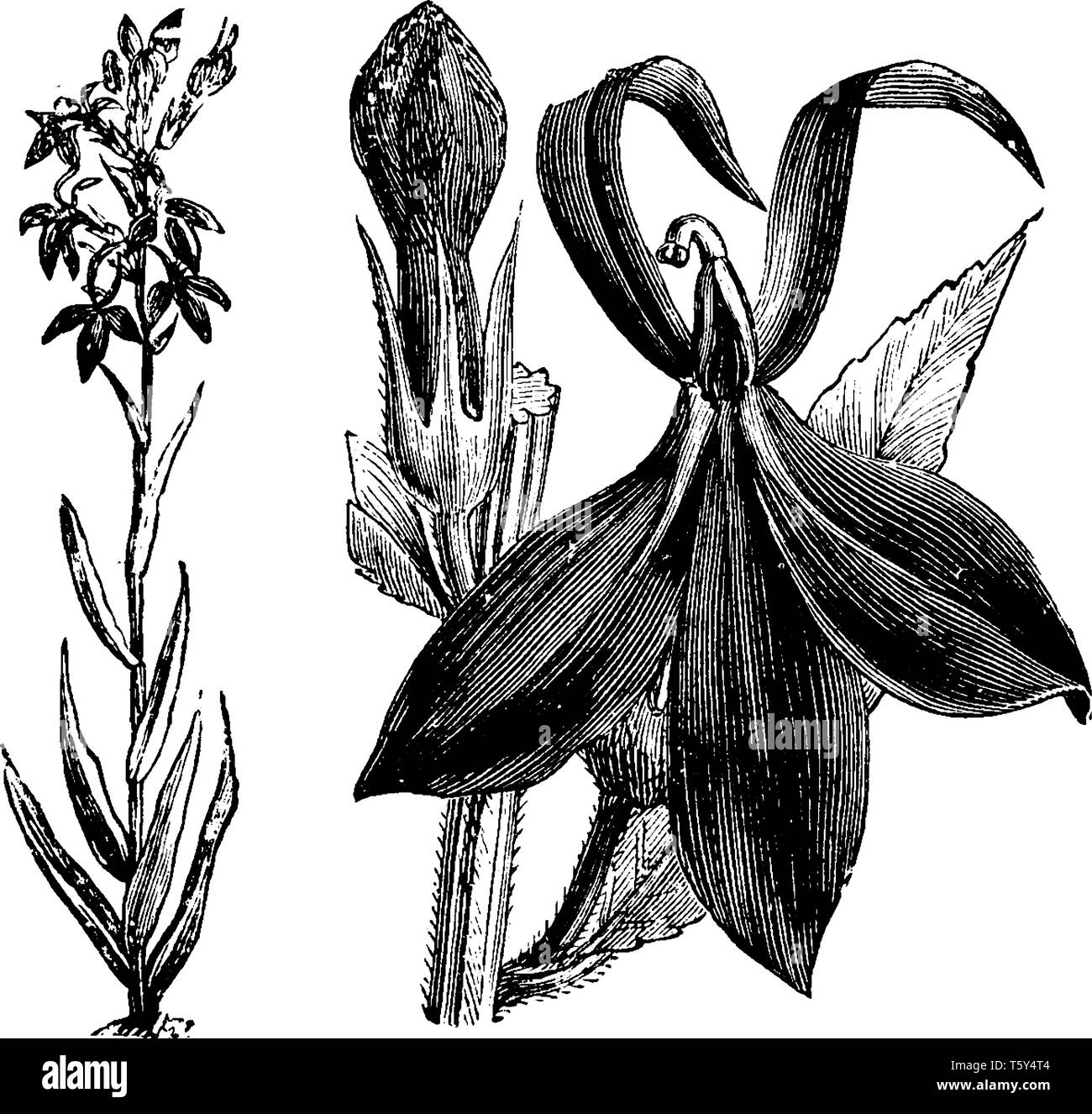 Red lobelia Cut Out Stock Images & Pictures - Alamy