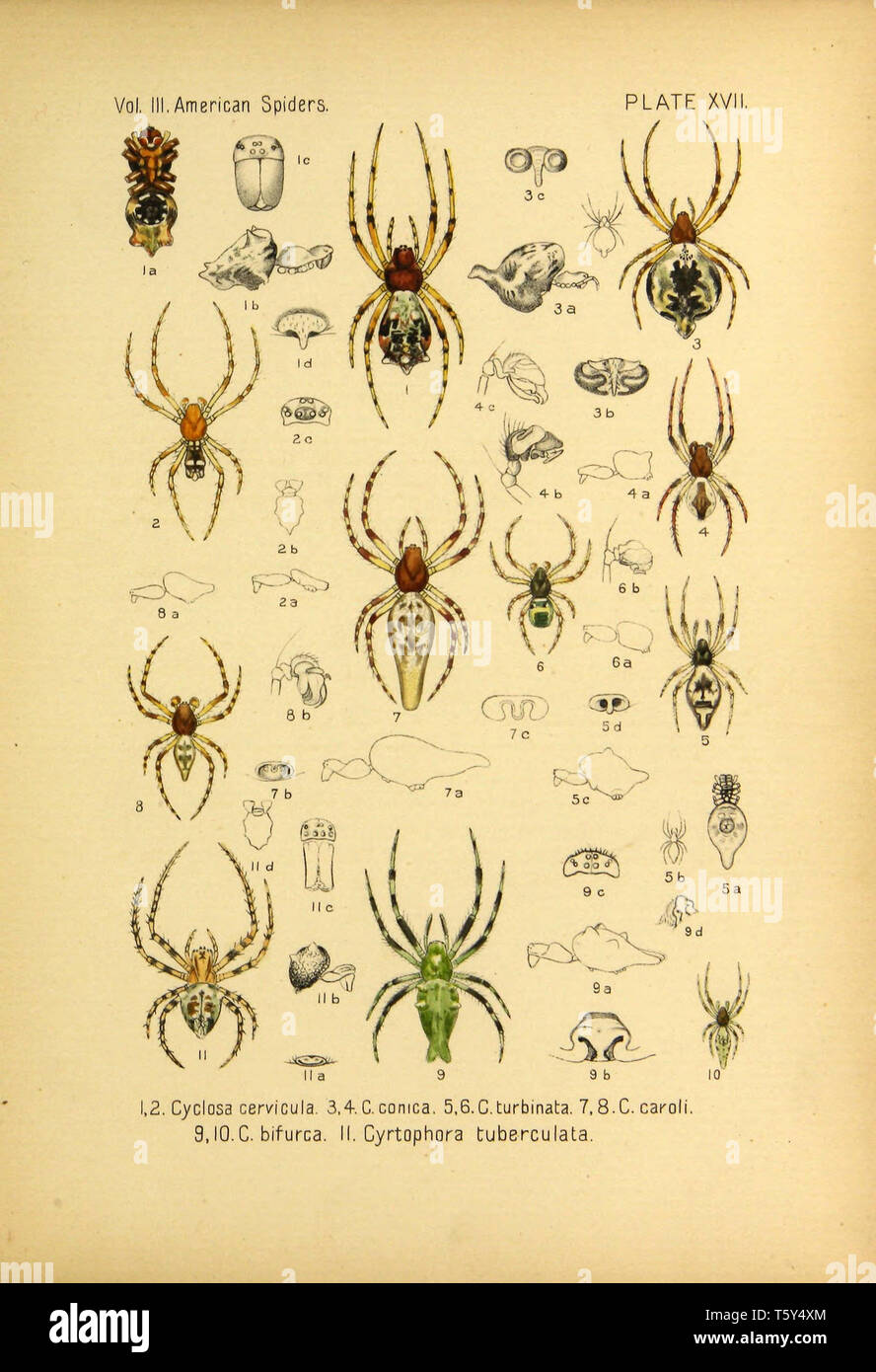 Beautiful vintage hand drawn illustrations of exotic spiders from old ...