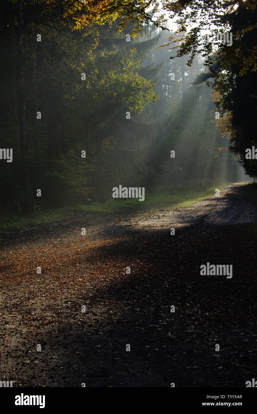 Dark forest sun rays hi-res stock photography and images - Alamy