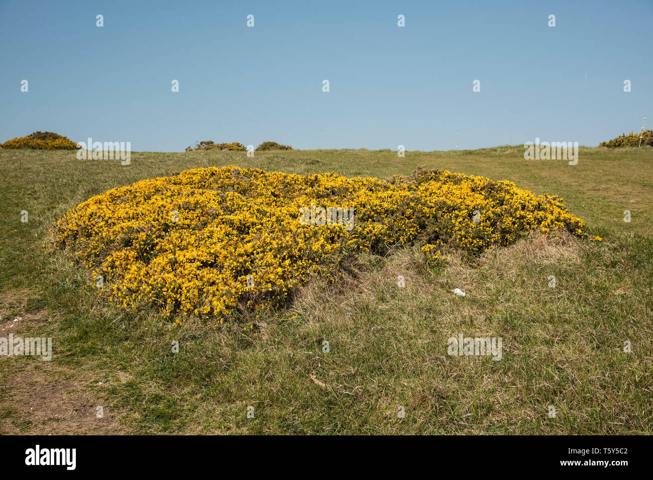 Gorse field hi-res stock photography and images - Alamy