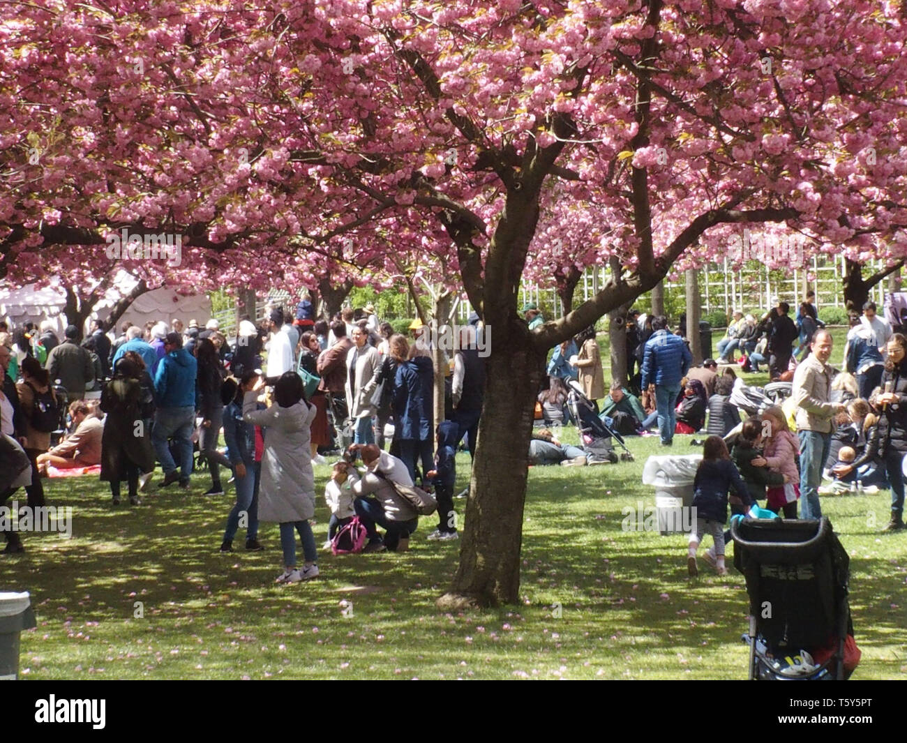 April 27, 2019 - New York, New York, U.S. - Sakura Matsuri Cherry ...