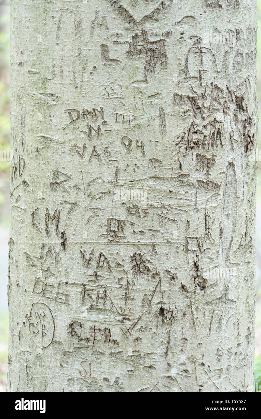 Tree name hi-res stock photography and images - Alamy