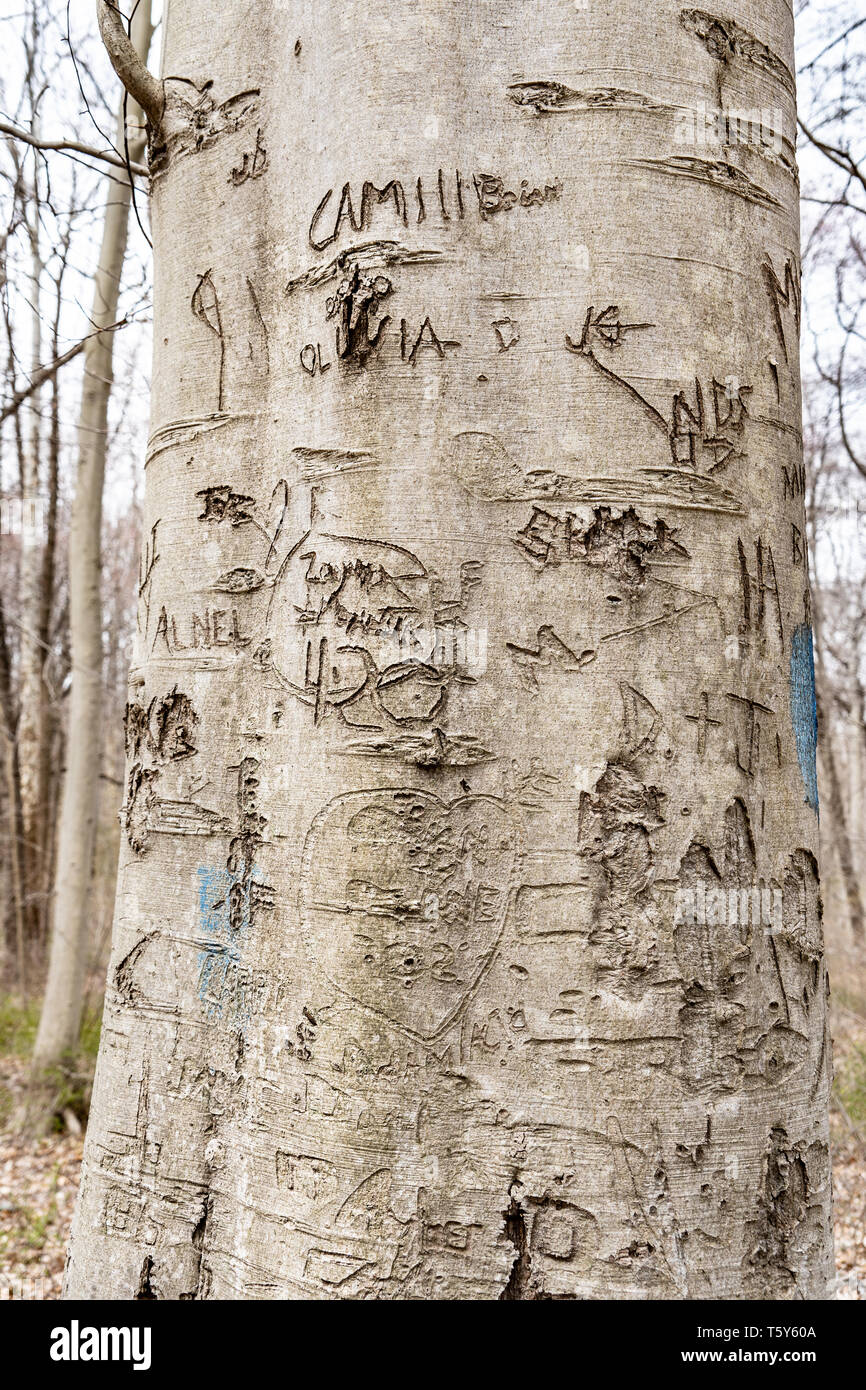 Letters carved into tree hi-res stock photography and images - Alamy