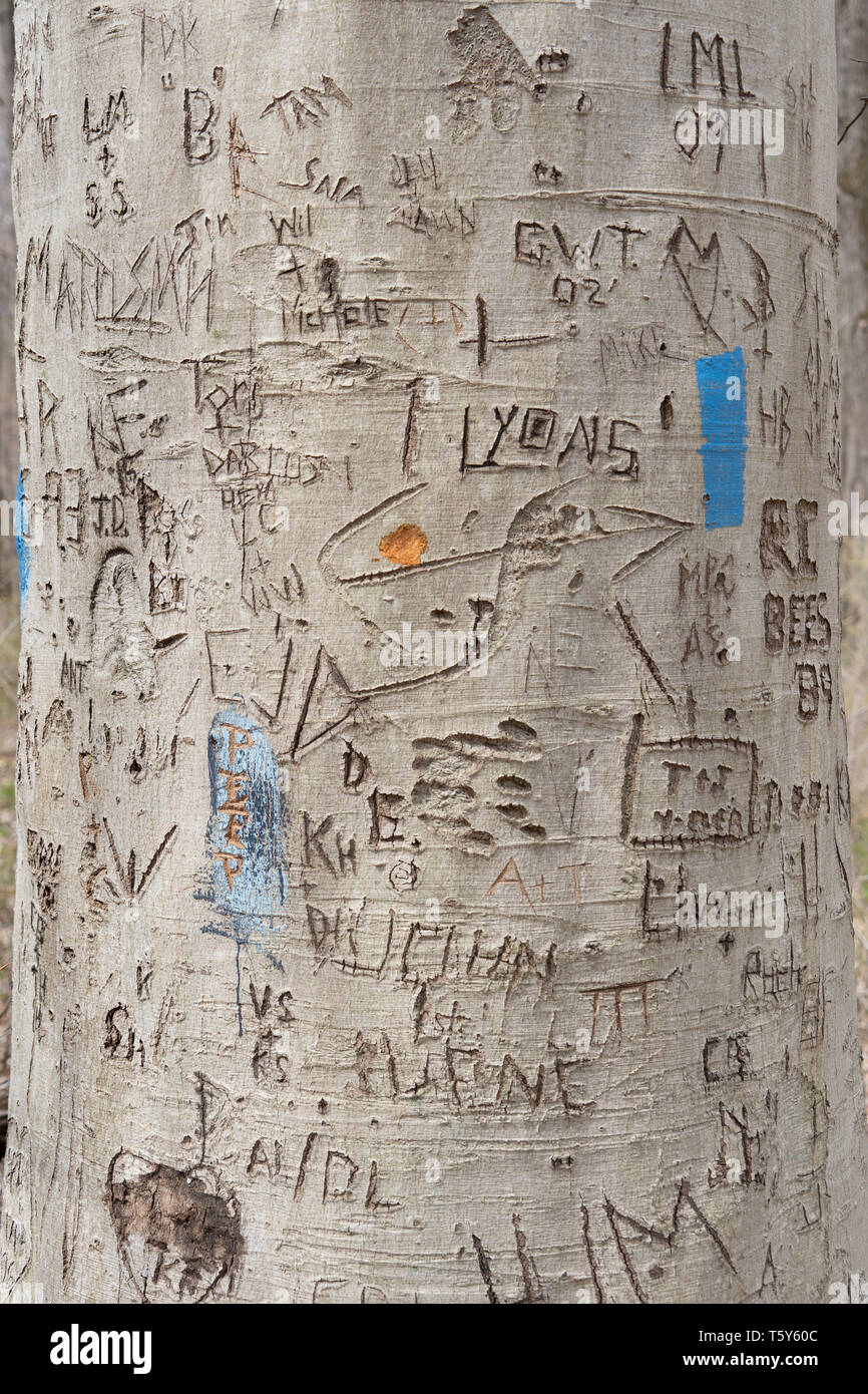 initials carved into a tree Stock Photo - Alamy