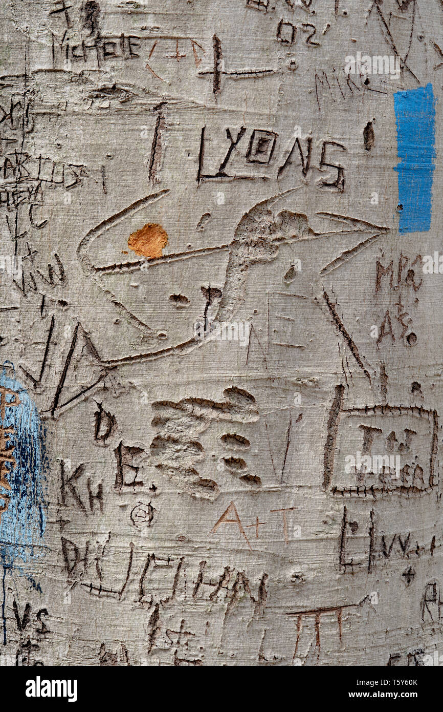 Letters carved into tree hi-res stock photography and images - Alamy