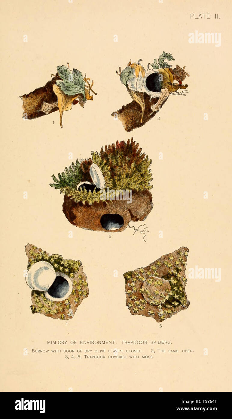 Charles darwin drawings hi-res stock photography and images - Alamy