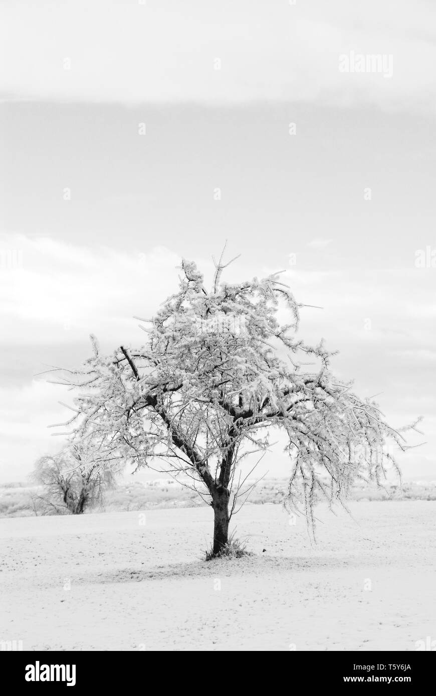 Alone tree branch Black and White Stock Photos & Images - Alamy
