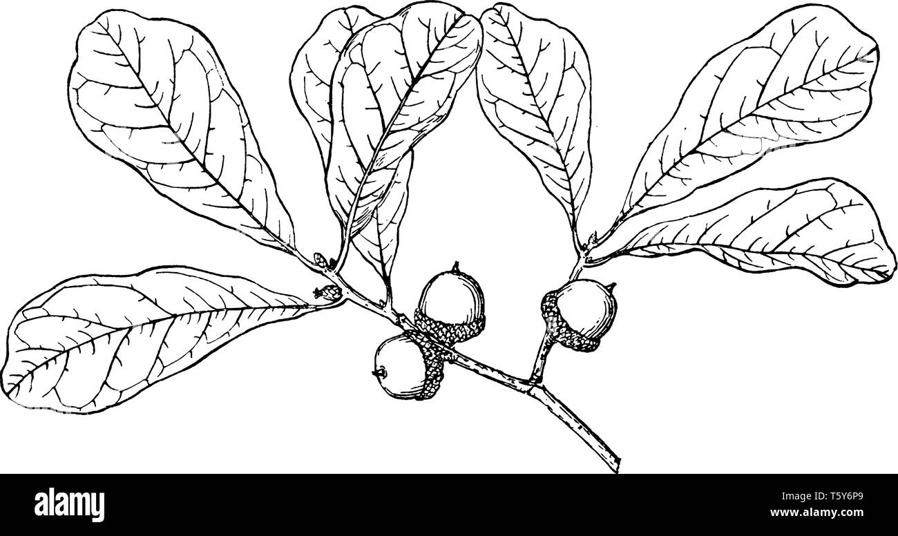 This is the branch of water oak tree. The shape of fruits is like a cap ...