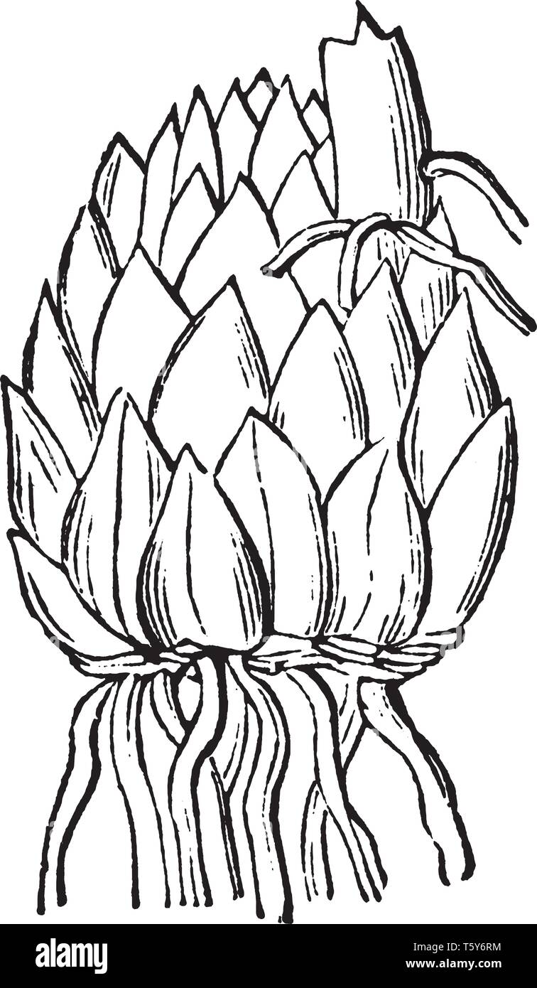 Scaly flower hi-res stock photography and images - Alamy