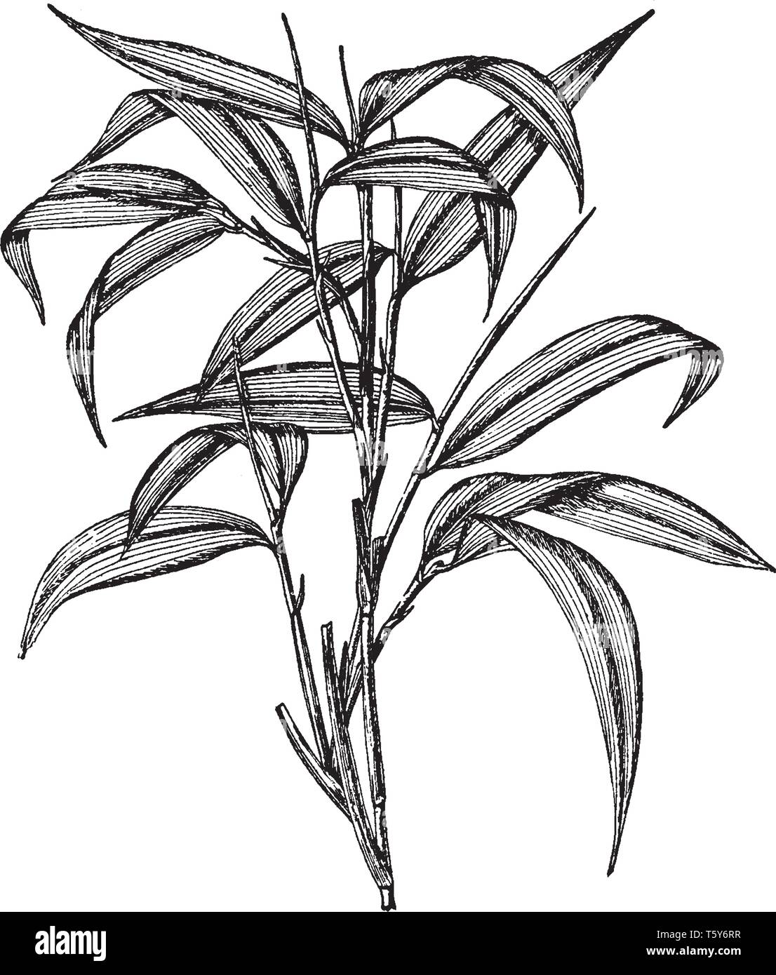 This is image of Bambusa Tessellata. The leaves are smooth and 12" to ...