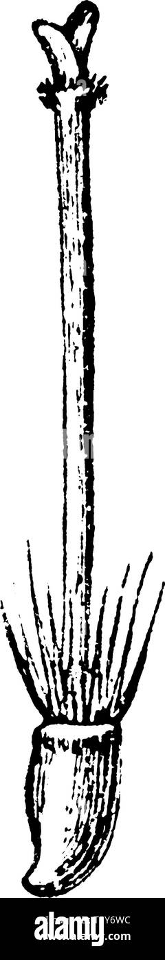 Botany asteraceae sunflower Stock Vector Images - Alamy