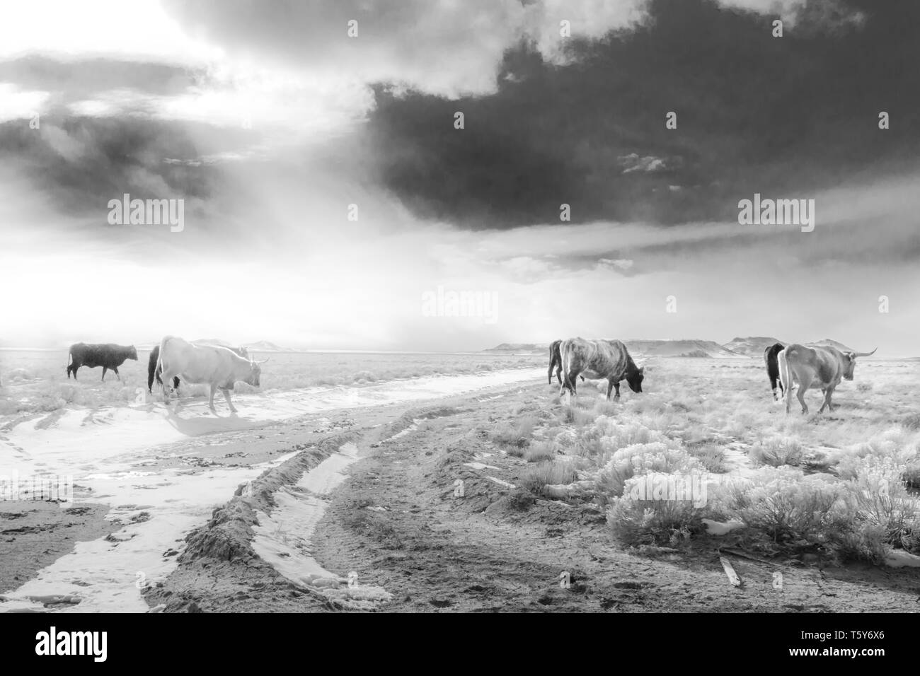 longhorn cattle roaming on the open range in colorado Stock Photo - Alamy