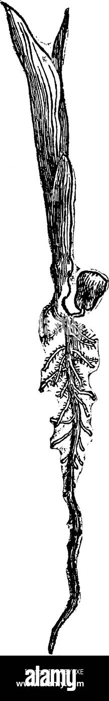 it is the corn plant. The plant is getting ready from the seed and its ...