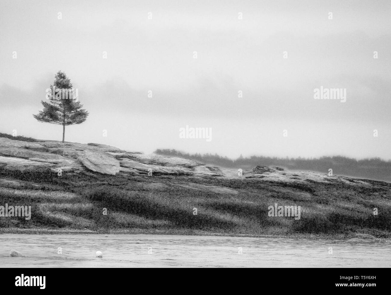 single evergreen tree on rocky ledge near ocean Stock Photo - Alamy