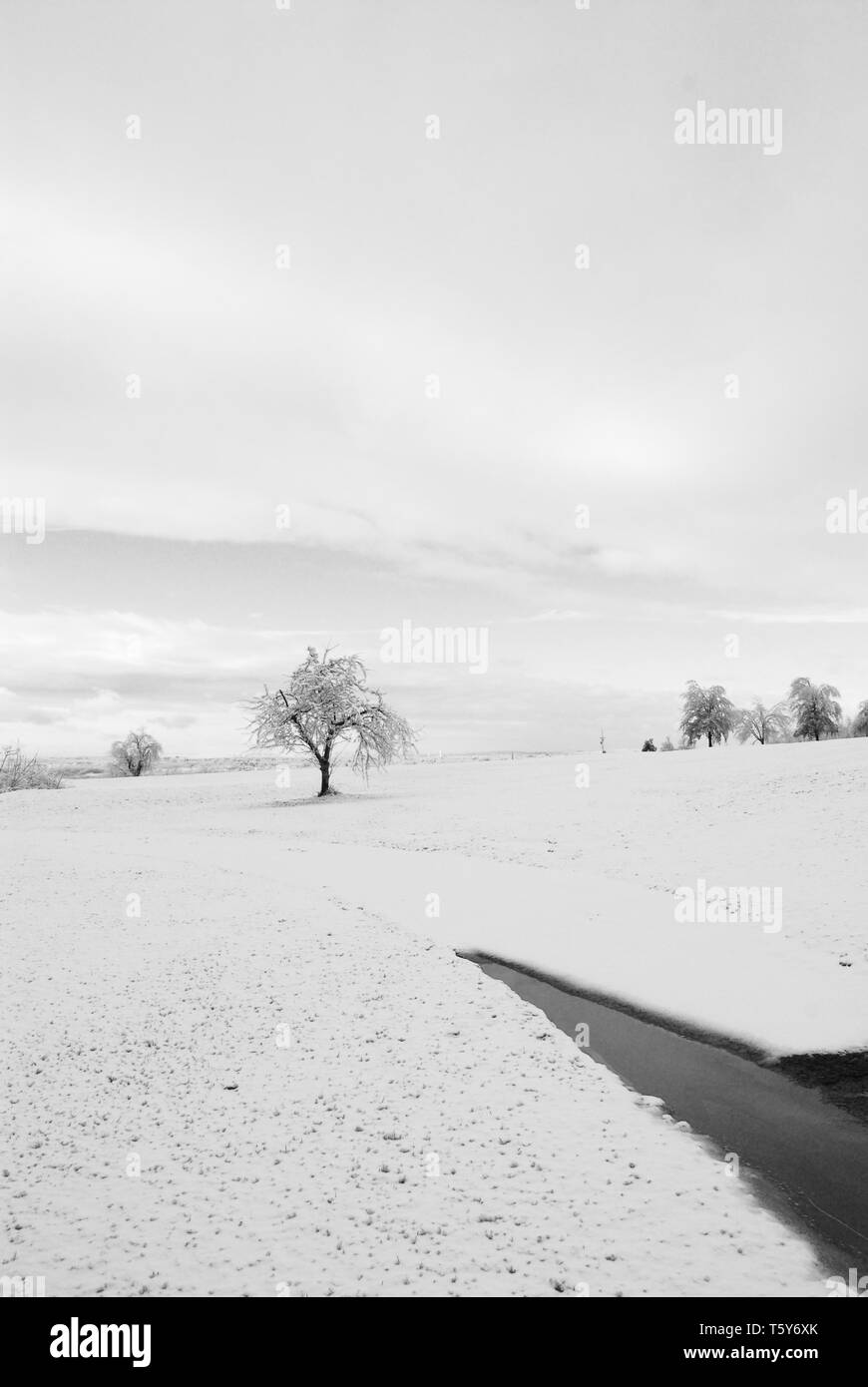 lone tree in snow Stock Photo - Alamy