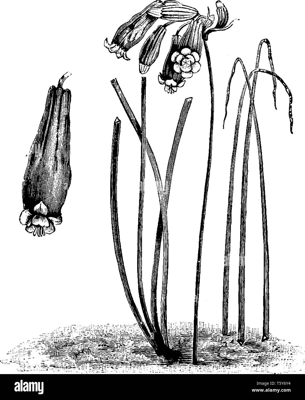 Long strap like leaves Stock Vector Images - Alamy