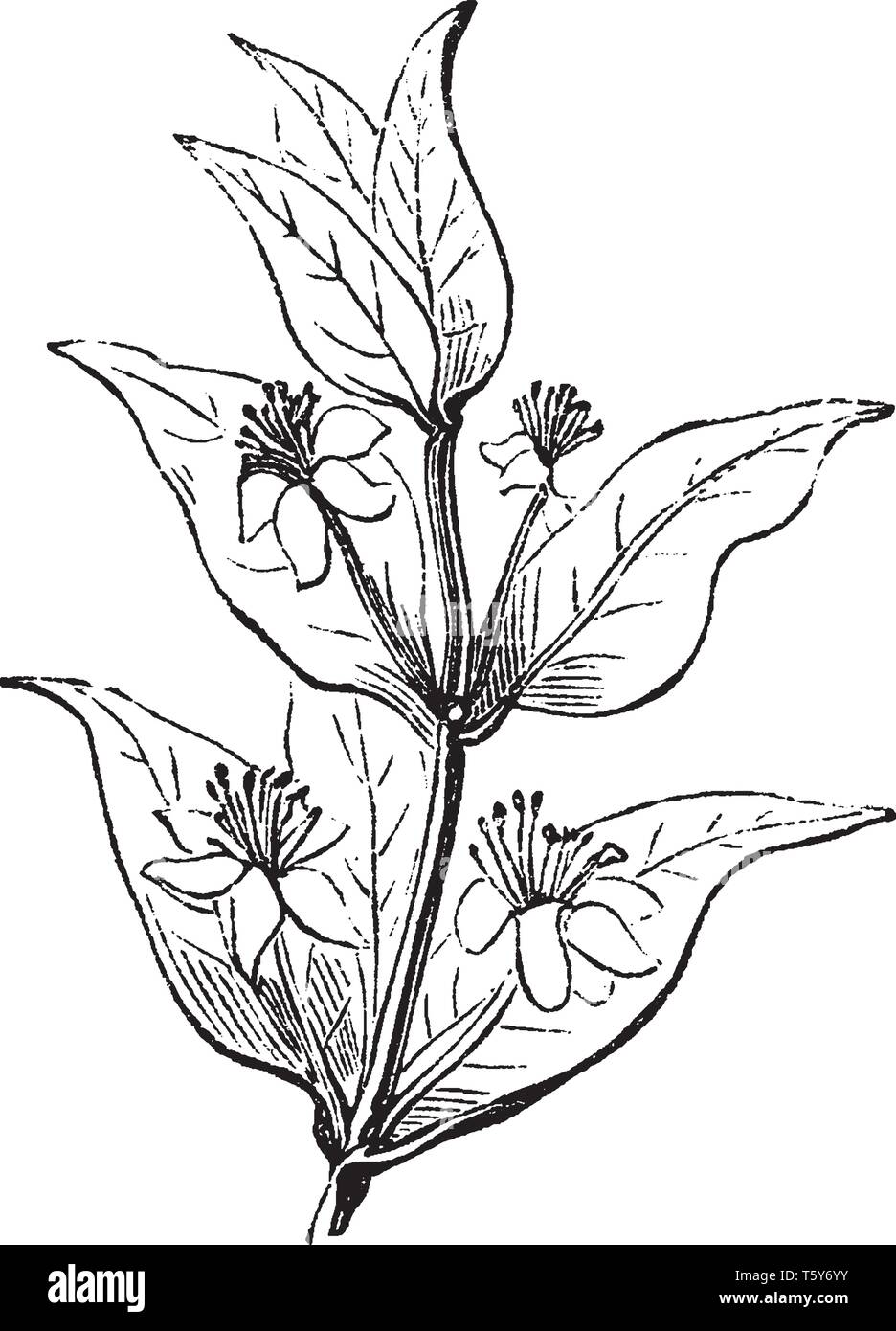 It's a Picture of Myrtle plant. This plant is more native to Europe and ...