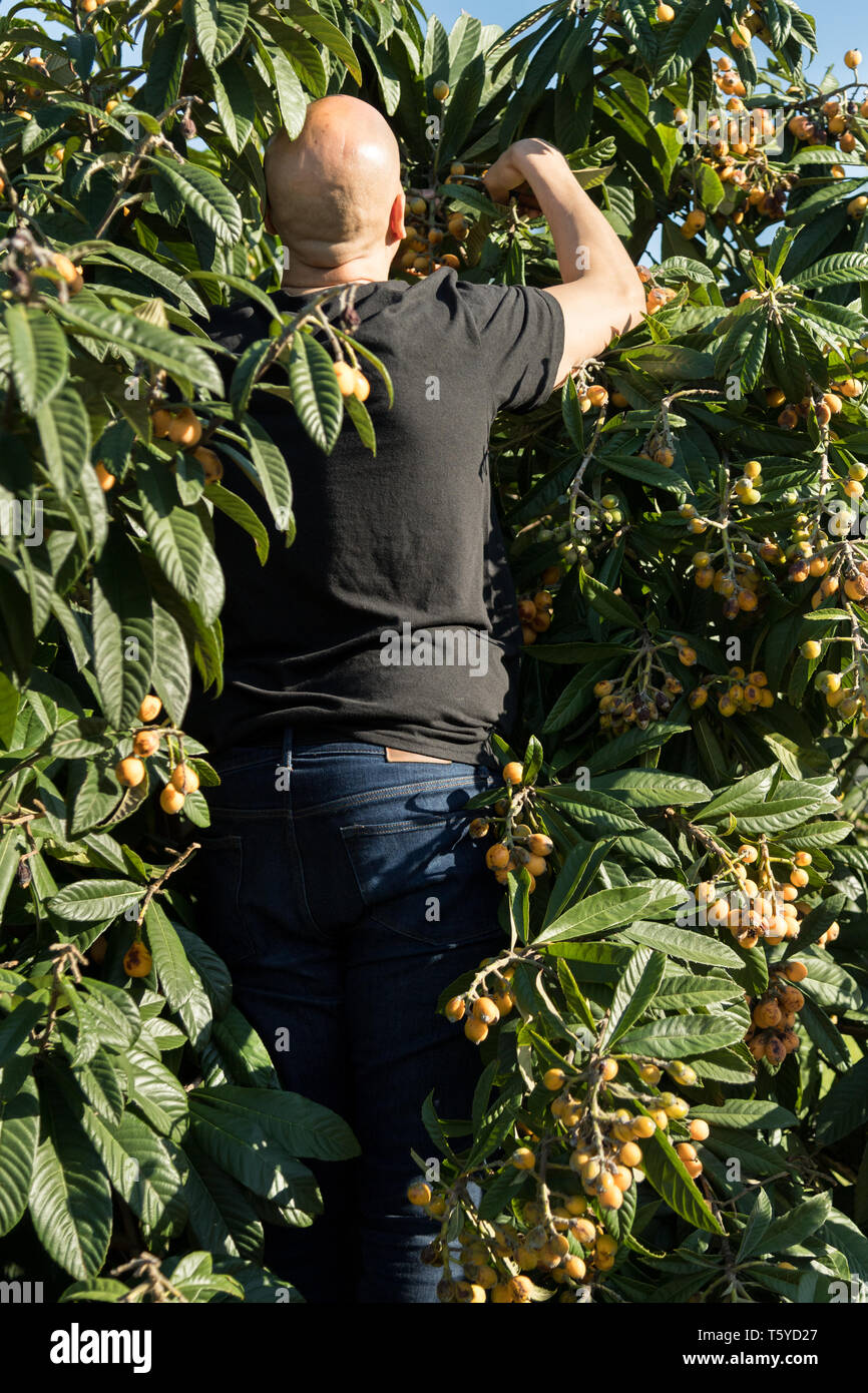 Democratic presidential hopeful Senator Cory Booker harvests Loquat ...