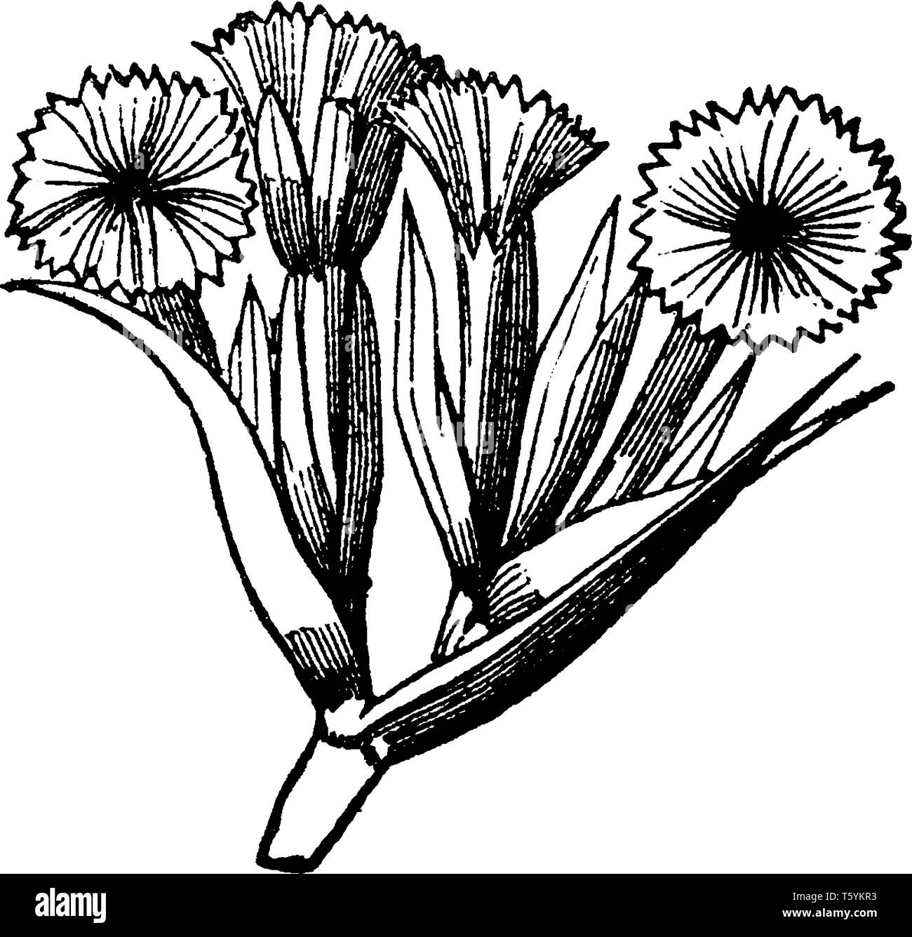 The fascicle leaves or flowers growing crowded together. Single flower ...