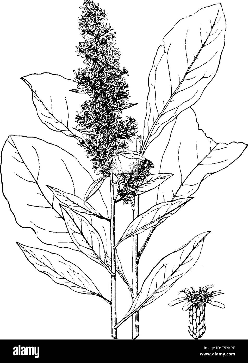 Picture shows the Solidago Speciosa Plant. It is flowering plant which ...