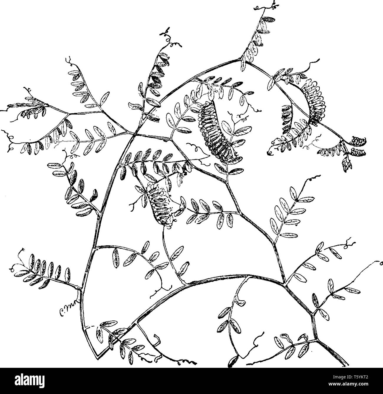 Forage crops Stock Vector Images - Alamy