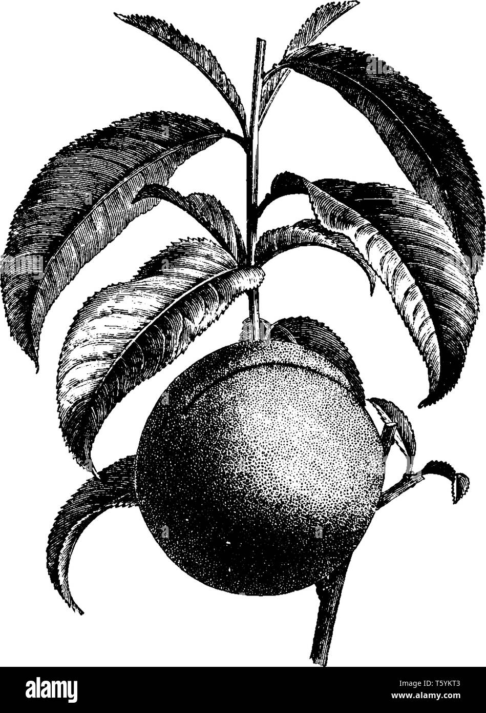 This picture is showing the growth of Nectarine fruit on branch ...