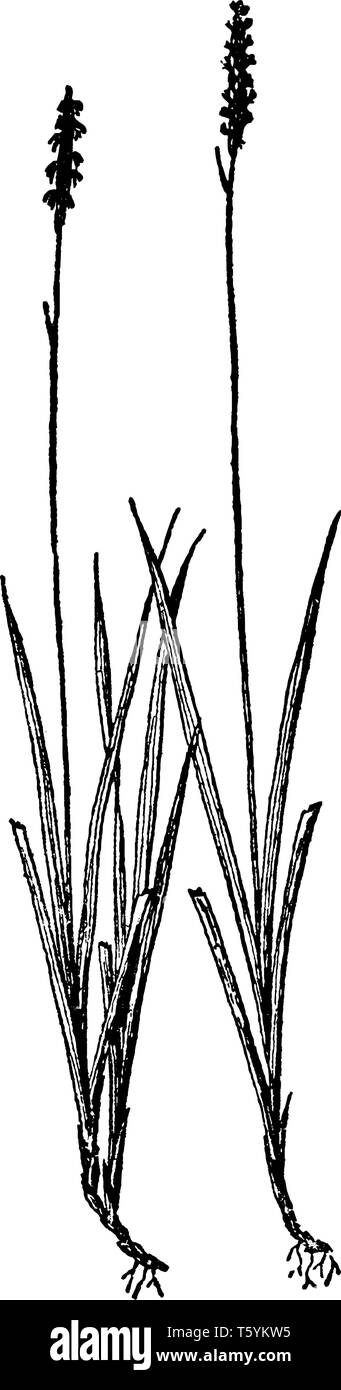The Northern Single spike Sedge is a flower bud usually consists of a ...