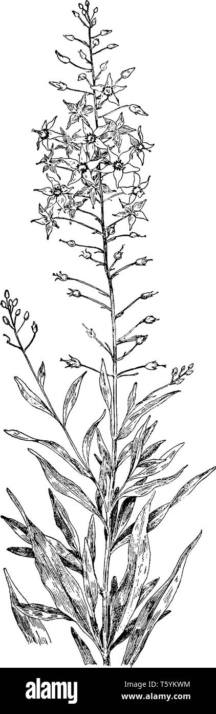 Green white star Black and White Stock Photos & Images - Alamy