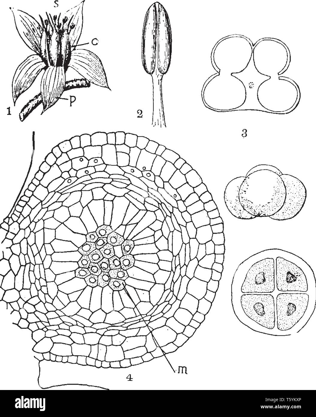 Sporophylls Black and White Stock Photos & Images - Alamy