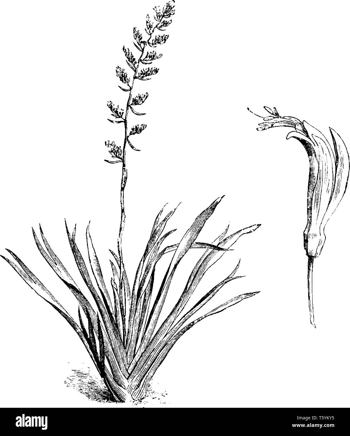 Phormium tenax new zealand flax Stock Vector Images - Alamy