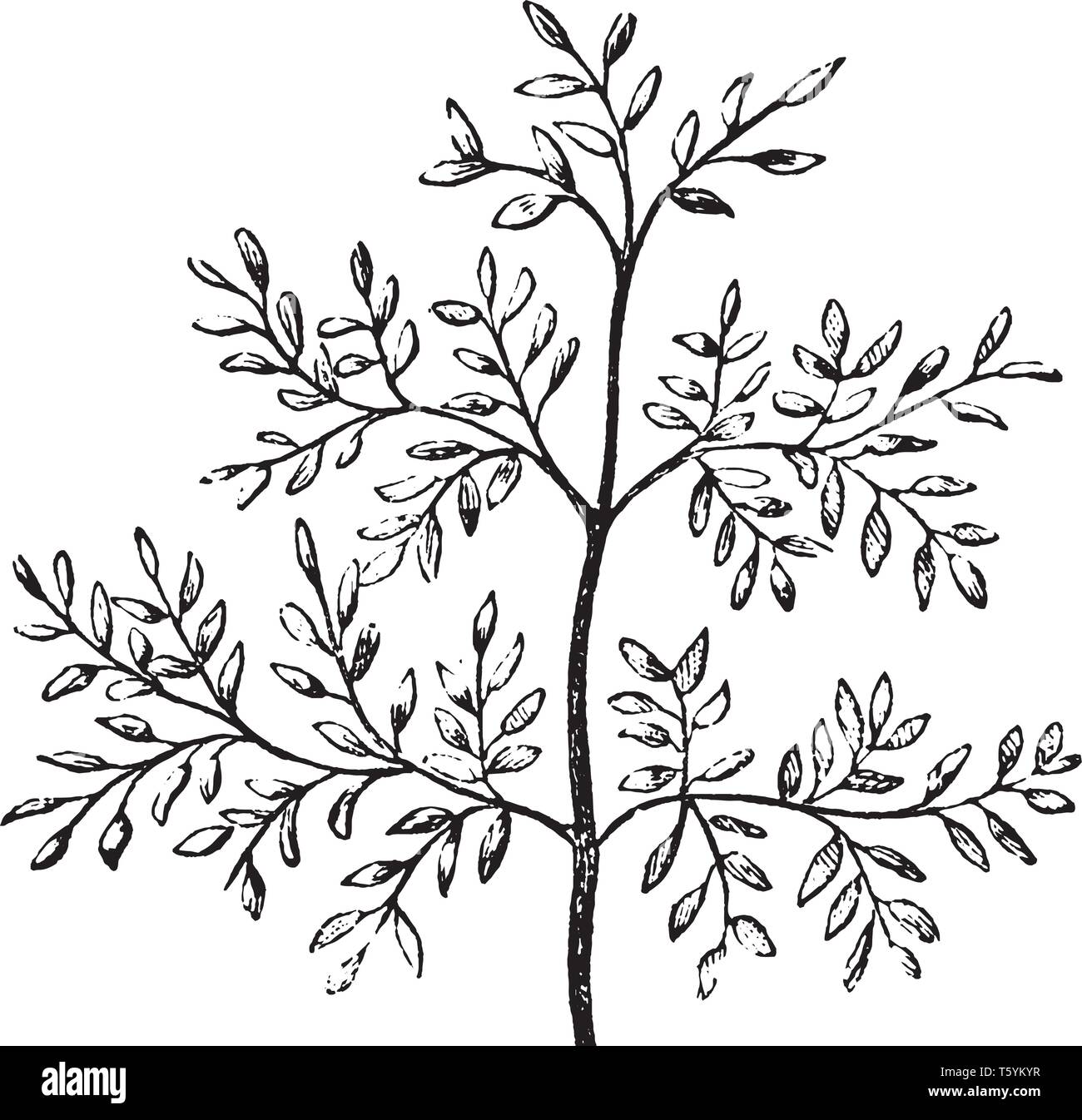 The picture are showing dense leaves, Many leafs attach on stem at the ...